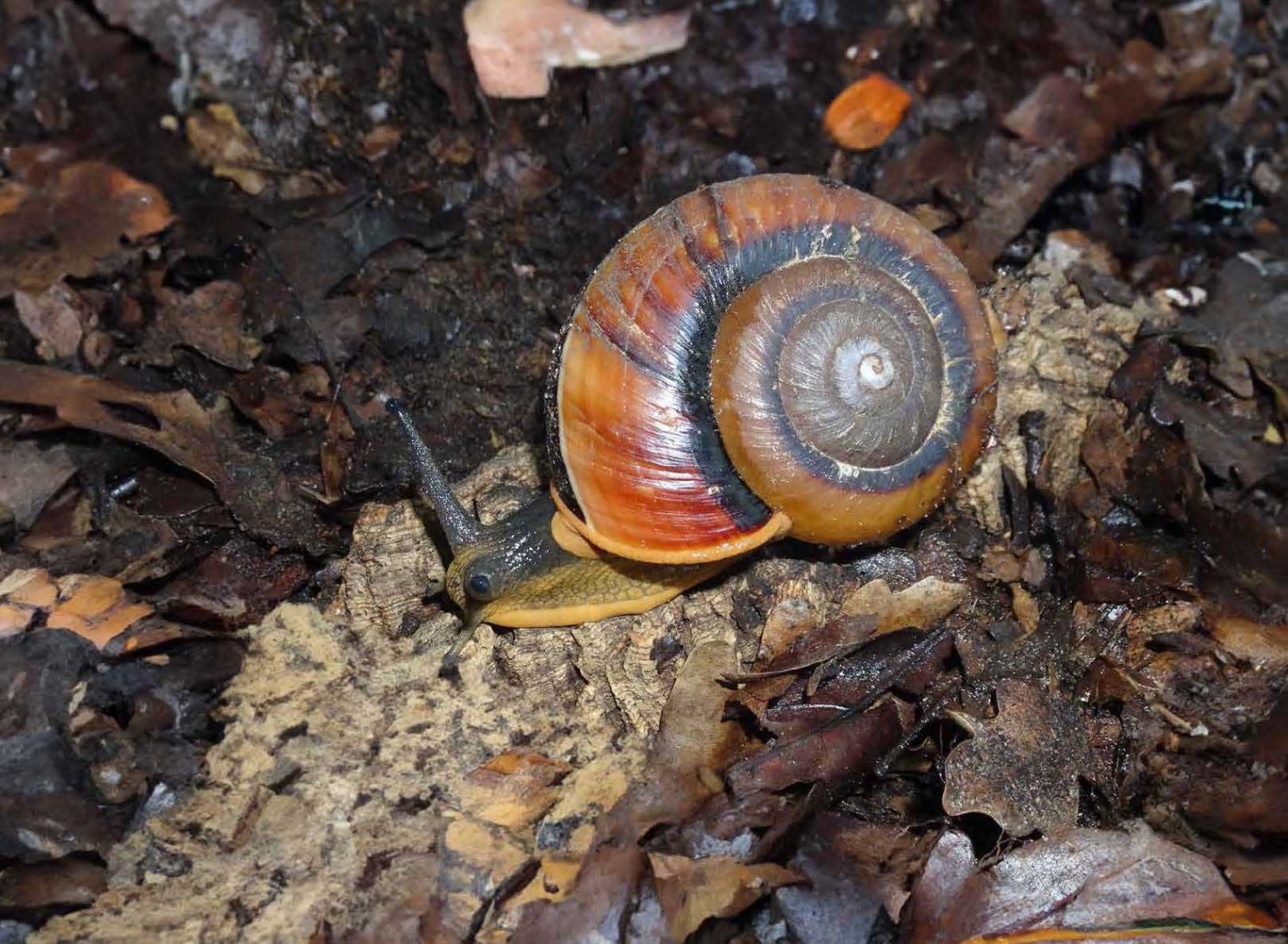 Vietnamese giant magnolia snail - Vietnamazing